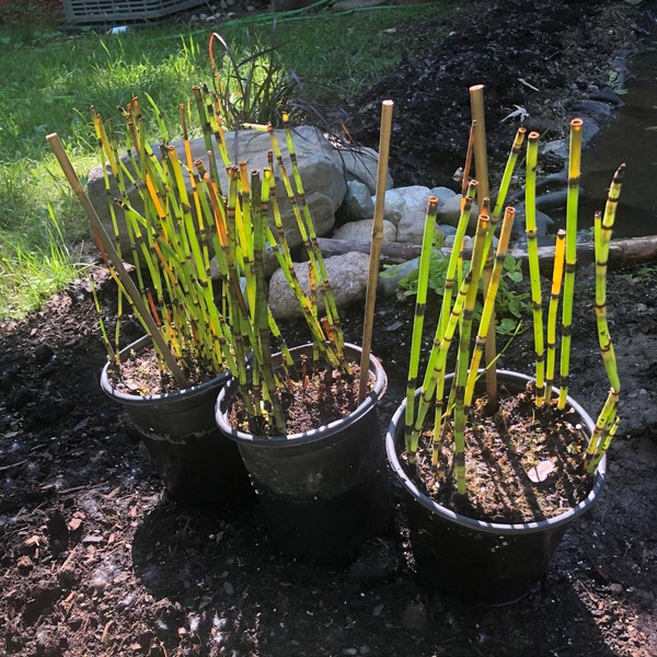 Horsetail Reed, Equisetum Hyemale, Horsetail Reed Grass, Horsetail Reed ...