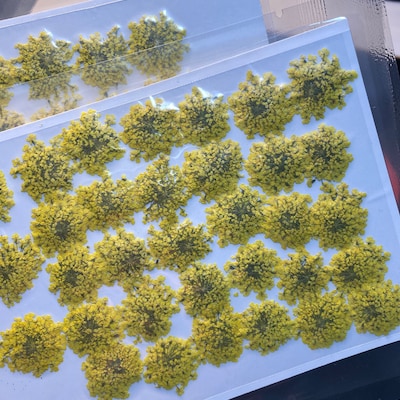 10pcs/pack Natural Dried Ginkgo Biloba Leaf Real Pressed Specimens ...