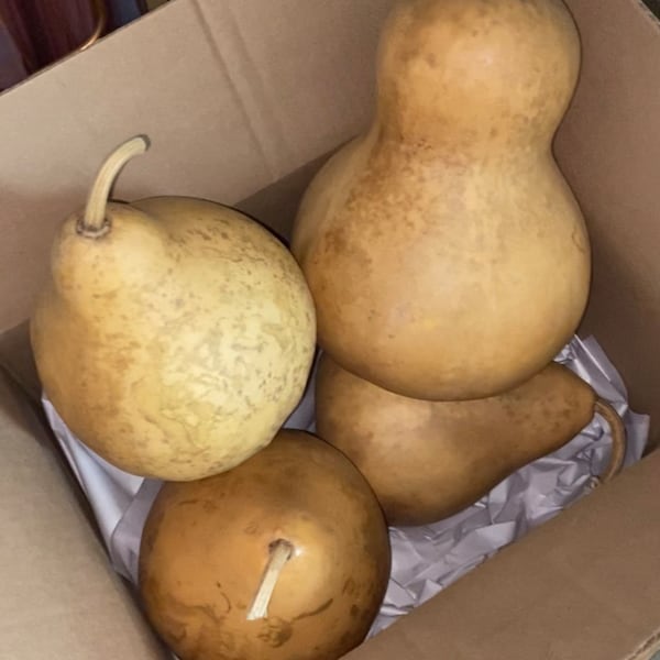 Dried Hard Shell Martin Gourd - 6" Diameter - Etsy