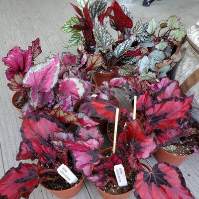 African Milk Tree, Euphorbia Trigona 4 Inch Pot, Red Original Color ...