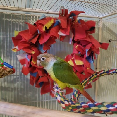 Medium Parrot Snuggle Wreath - Etsy