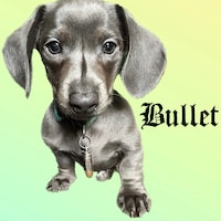 Personalized Bullet Pet Tag, Dog Name Tag, Man's Best Friend, Collar ...