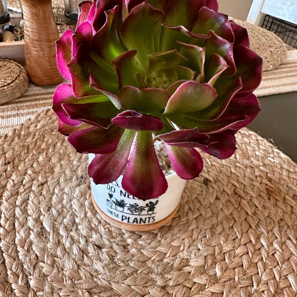 String of Watermelon Succulent Plants - Etsy