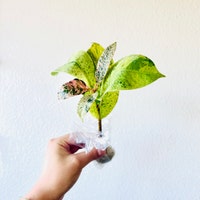 Live Angel Wing Begonia medora Starter Plant USA SELLER - Etsy