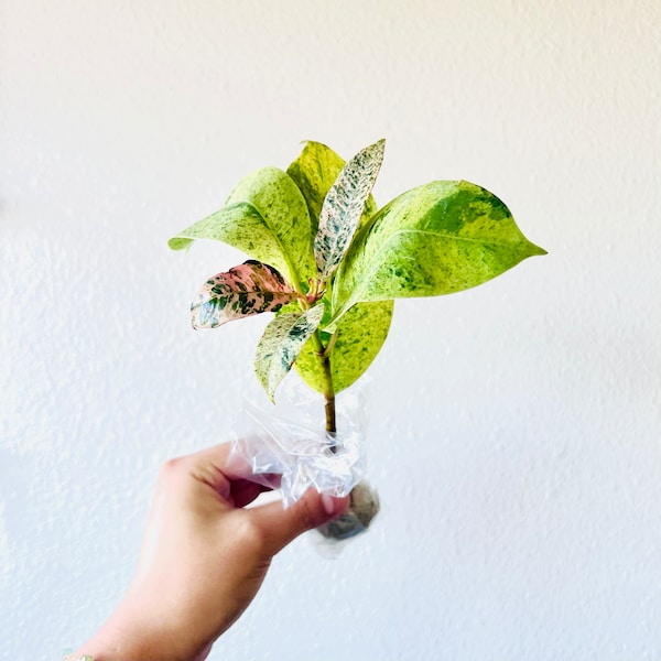 Live - Ficus Variegated Elastica Shivereana Moonshine Starter Plant ...