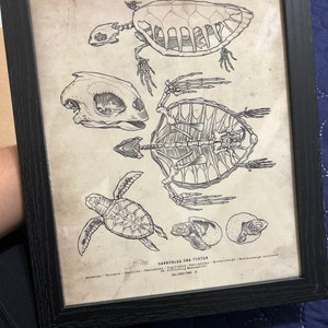 American Alligator Skeleton Wall Art, Reptile Vintage Antique Poster ...