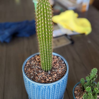 Pachycereus Pecten-aboriginum Indian Comb Cactus - Etsy