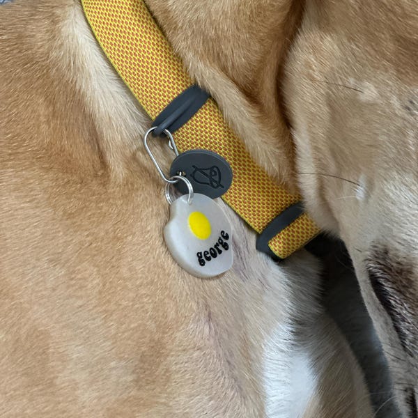 Custom Pet Tag for Dogs and Cats | Personalized Scambled Eggs Pet ID ...