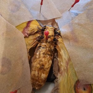 One Very Beautiful Tiger Moth Argina Argus Aa/a Closed Wings for All ...