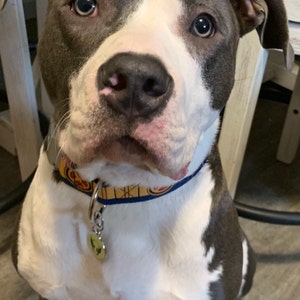 Flag of Sweden Pet Tag Swedish Flag ID Tags Custom Dog Cat | Etsy