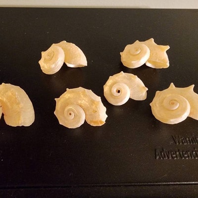 Seashell Large Polished Pearl Turbo Shell 3.5 4 Sold Individually Beach ...