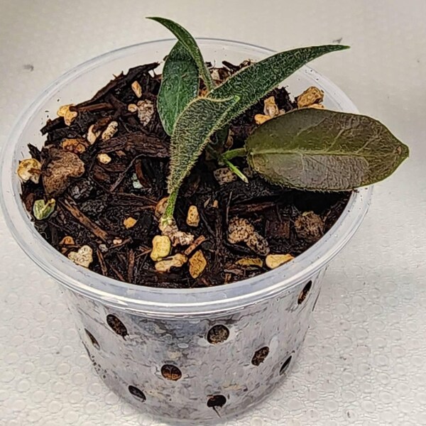 Hoya Lacunosa 'tricolor Bruno' | 2-inch | Exact Plant | Free Live ...