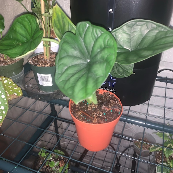 Hoya Mathilde Splash | Live Indoor & Outdoor Tropical House Plant ...