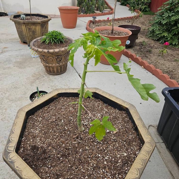 Grafted Dwarf CARA CARA Navel Orange Citrus Tree 2-3ft Tall. We Ship to ...