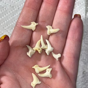 Real Animal Teeth Assorted Species 25 Pieces Stock No. - Etsy