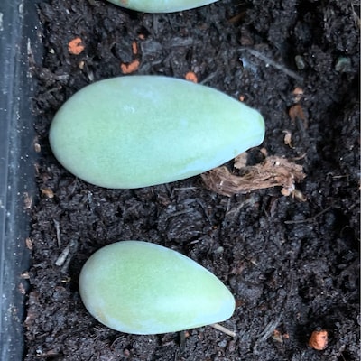 PACHYPHYTUM OVIFERUM 'blue Moonstone' Rooted and Unrooted Leaf Cuttings ...