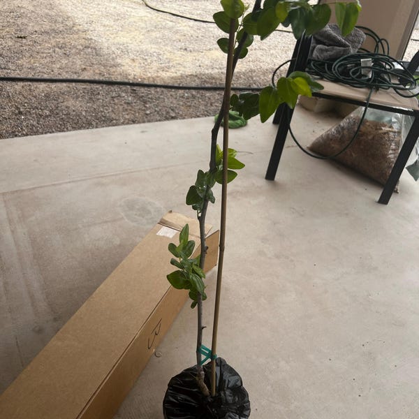 Fuchsia Voodoo 1 Live Plant Ship in 6" Pot - Etsy