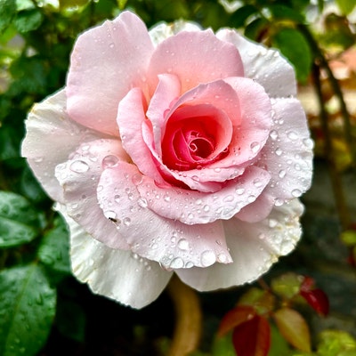3x Blue Flowering Salvia African Sky Plug Plants, Ornamental Sage ...