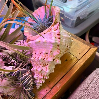 Pink Murex Sea Shell Set of 3 3-4 Sea Shell Coastal - Etsy