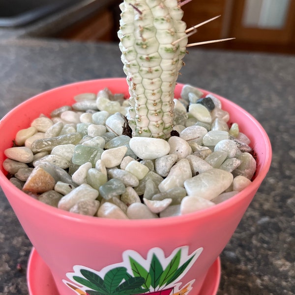 Corn Cob Cactus Variegated | Variegated Euphorbia Mammillaris ...