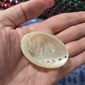 Philippines Land Snail Shell ~ Anxia Pyrostoma ~ Hermit Crab Home - Etsy