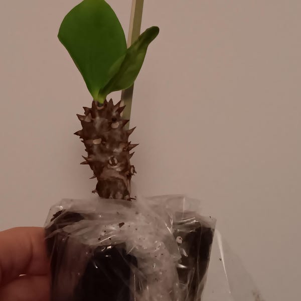 Afterglow Bougainvillea Small Well Rooted Starter Plantlive ...