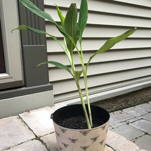 Thai Ginger Plant Alpinia Galanga Ginger Plants to Grow Live - Etsy