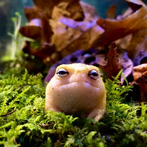 Baby Desert Rain Frog Figurine... Angry Squeaker Frog - Etsy