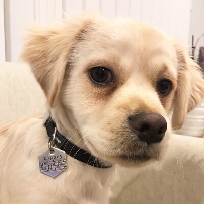 Dog Tag, Dog Tags for Dogs, Music Speaks, Notes on a Scale, Music Dog ...