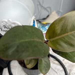 Alocasia Black Infernalis Starter Plant ALL STARTER PLANTS Require You ...