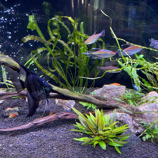 Chinaberry Tree, Pride of India, Bead-tree, Cape Lilac, Persian Lilac ...