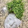 Face Wall Planter (concrete) *NO PLANTS - Etsy