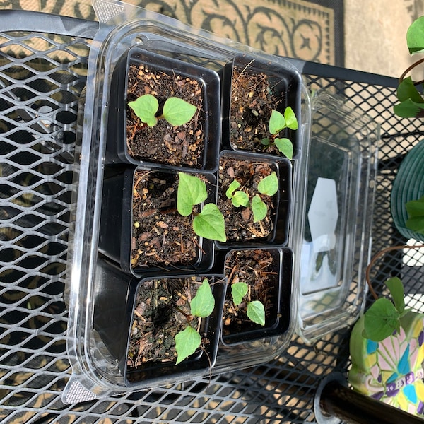 10 BOSTON IVY ( Bostonian Ivy / Wall Ivy ) Parthenocissus Tricuspidata ...