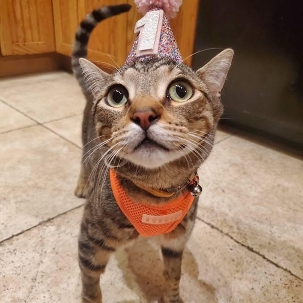 Cat Birthday Hat| Pet Party Hat | Puppy Birthday | First Birthday | Puppy First Birthday ...