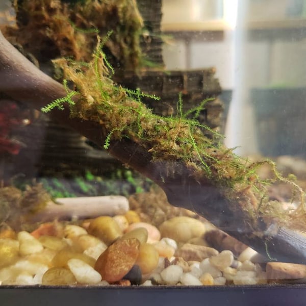Eleocharis Vivipara Giant Hair Grass Freshwater Live Aquarium Plants ...