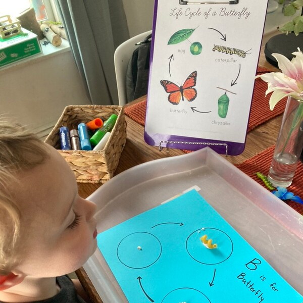 Butterfly Life Cycle & 3 Part Cards - Etsy