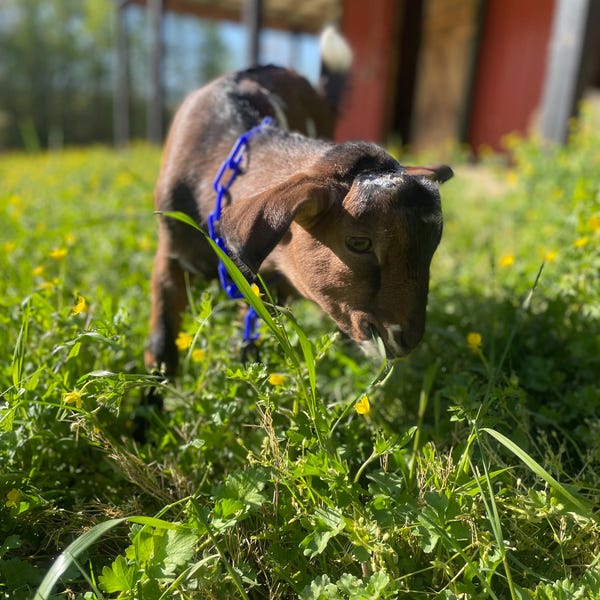 Soap Saver Bag | Bar Soap Reusable Extra Sudsy Lather | Soap on a Rope ...