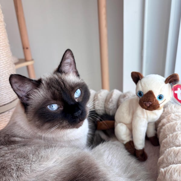 Ty Beanie Boo ‘coco’ the Spotted Leopard…(6in)….mwmt - Etsy