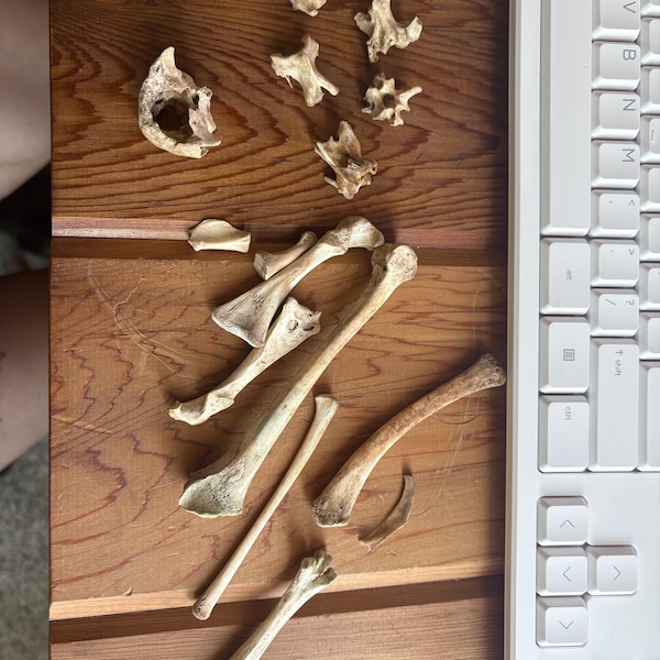 Small Bone Mystery Box - Etsy