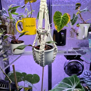 Mini Macrame Hanger for IKEA Indoor Greenhouse Small Plant - Etsy