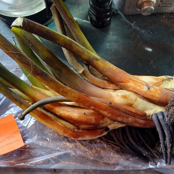 Carex Lurida Shallow Sedge Bareroot Wetland Restoration Live Plant ...