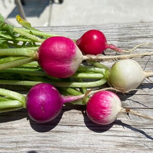 15 Heirloom Chinese Redbud Tree Seeds. USA Beautiful Pink - Etsy