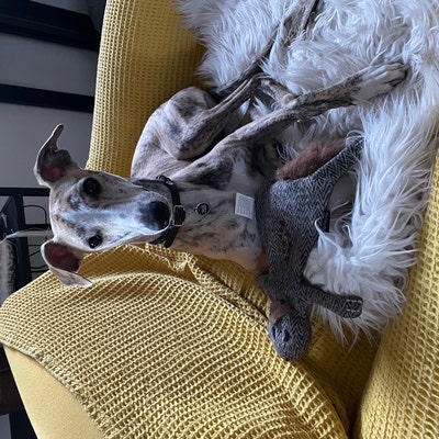 Anti Tick Collar for Dog, Em Ceramic, Sodalite and Tiger's Eye ...