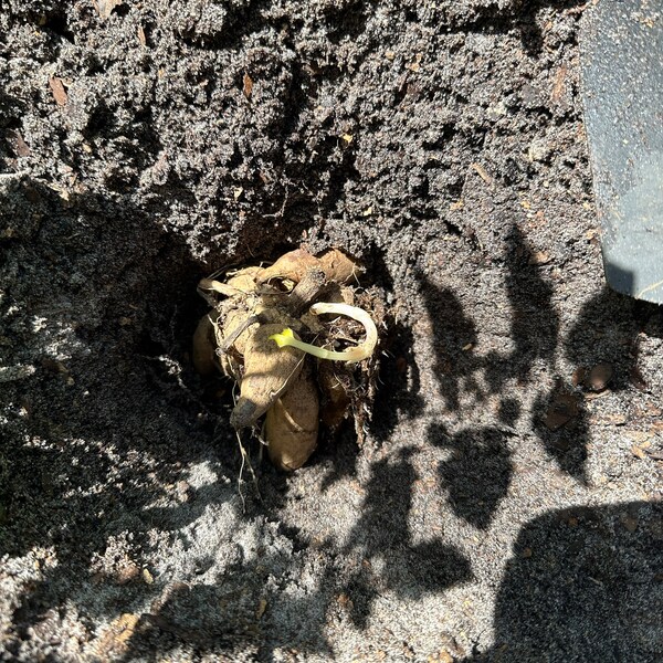 Dahlia Creme De Casis Pre-order Ships Spring! Decorative Dahlia 1 Tuber ...