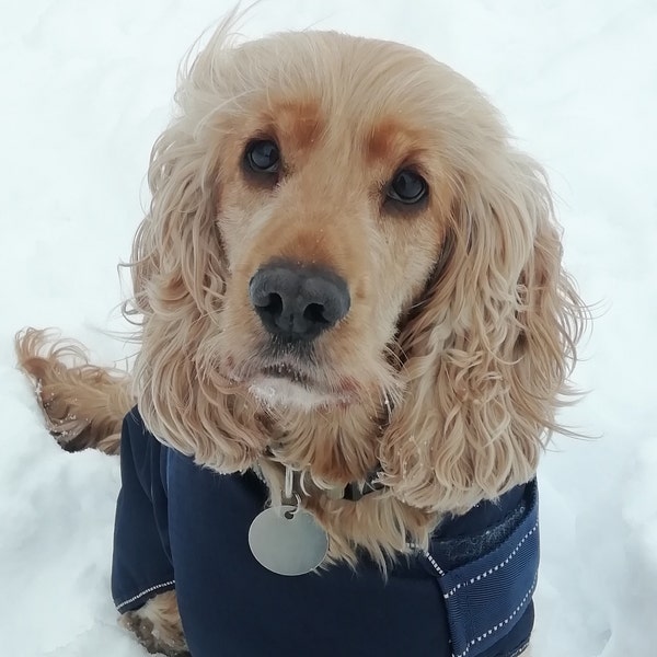 Black Cockapoo (v3) Cross Stitch Kit - Etsy