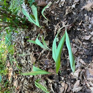 Wild Ramp Seeds - Etsy