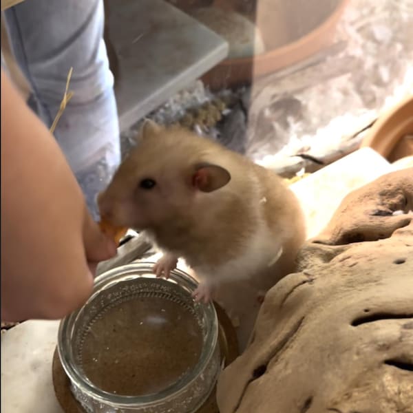 Hamster Treat Trial Box - Etsy