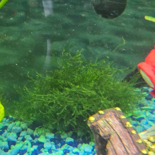 Java Moss on Black Lava Rock - Etsy