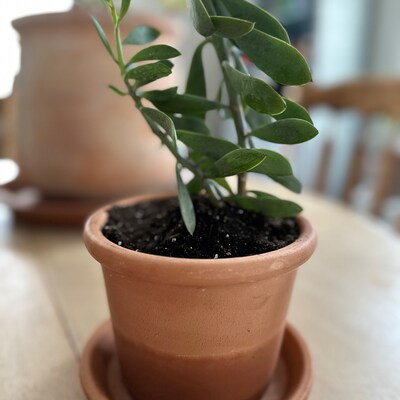 Senecio Crassissimus Purple Vertical Leaf Lavender Steps Rare Succulent ...