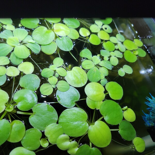 Floating Plant Package #1, Frogbit + Dwarf Water Lettuce + Water ...